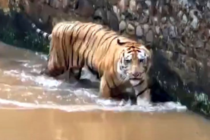 Taman Margasatwa Ragunan rutin rawat Harimau Benggala - ANTARA News ...