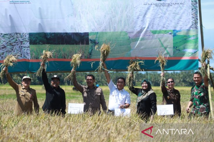 Dirjen Tanaman Pangan Kementan panen raya padi di Pandeglang - ANTARA News Banten