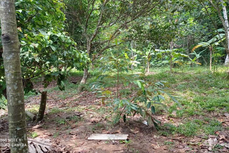 Pemkab Lebak konservasi lahan kritis melalui gerakan tanam - ANTARA News Banten