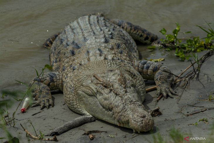 Warga Aceh Jaya dikejutkan penampakan buaya di PPI Gampong Blang, - ANTARA News Aceh