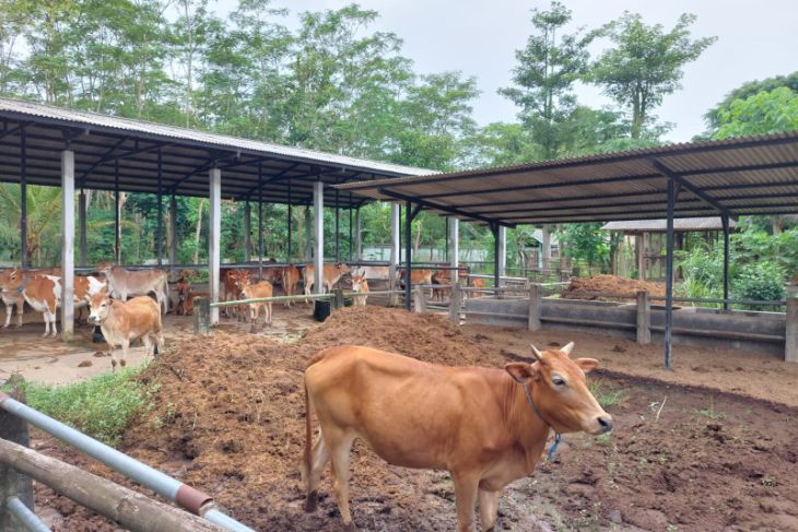 Tidak produktif, Pemkab Trenggalek lelang ternak sapi dan kambing ...