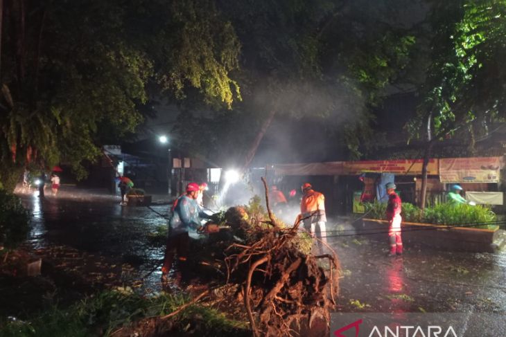 Beberapa pohon besar tumbang semasa hujan guyur Kota Bogor - ANTARA News Megapolitan
