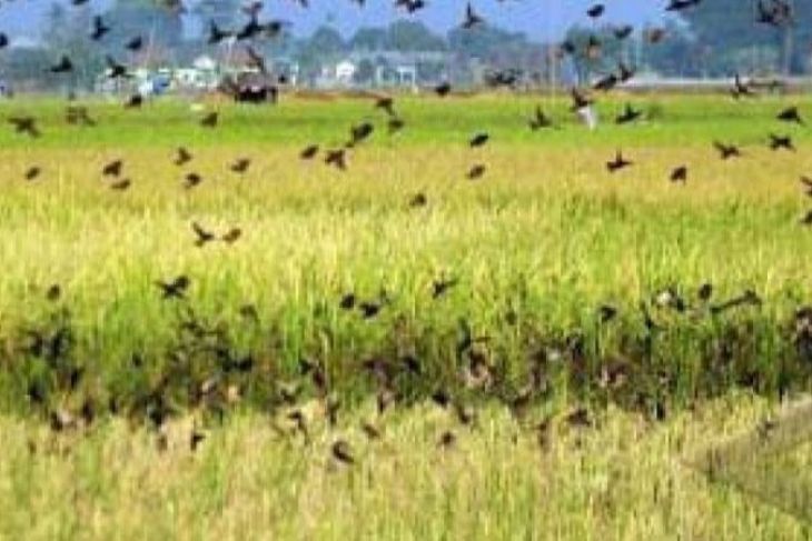 Petani Abdya keluhkan hama burung pipit - ANTARA News Aceh