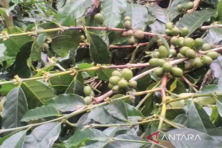 Petani kopi atasi dampak perubahan iklim dengan pola tanam organik ...