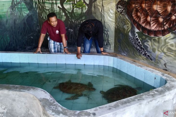 BPSPL Denpasar jaga kesehatan penyu hijau hasil sitaan - ANTARA News Bali BPSPL Denpasar jaga kesehatan penyu hijau hasil sitaan - ANTARA News Bali