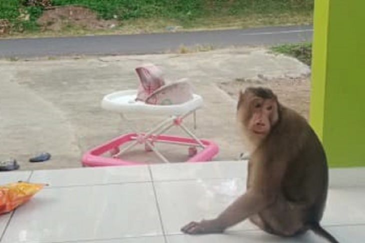 Warga Kampung Nugraha dikejutkan kemunculan beruk berukuran besar ...