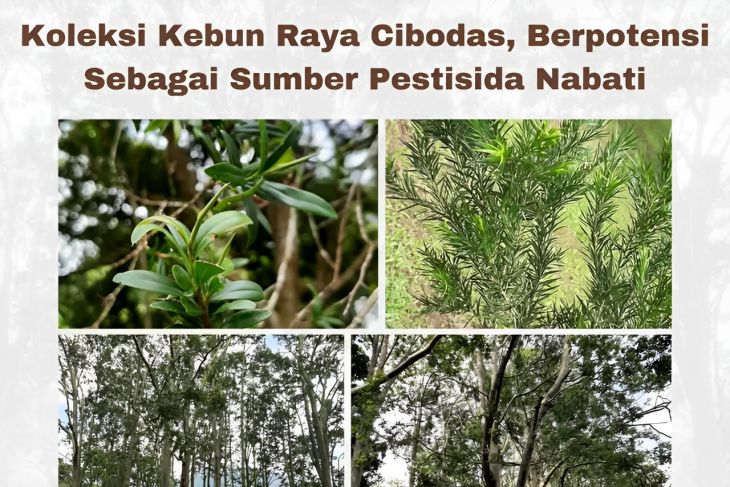BRIN temukan sumber pestisida nabati dari tumbuhan suku jambu-jambuan ...