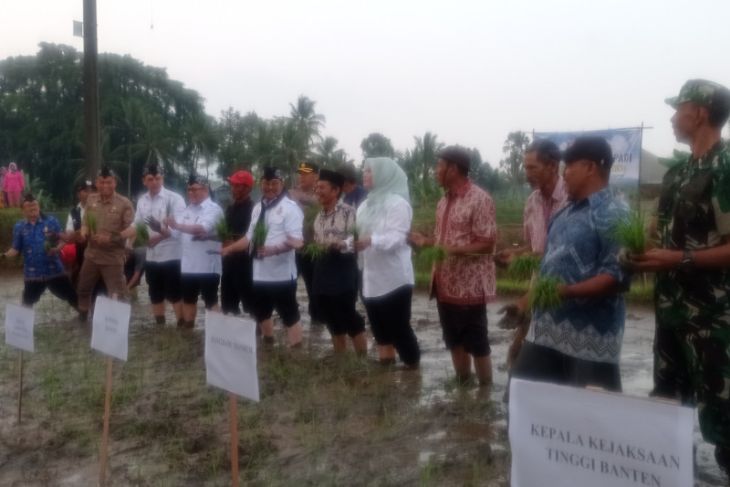 Kelompok tani Cigunung Pandeglang lakukan gerakan tanam padi - ANTARA ...