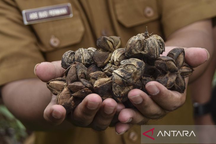 Budidaya kacang sacha inchi