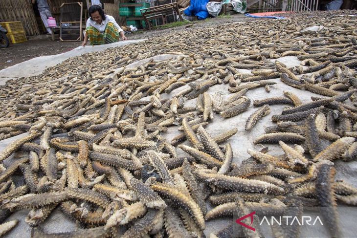 Pengolahan teripang untuk ekspor