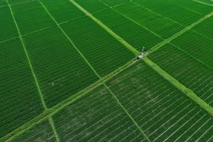 Produksi padi di Jawa Timur