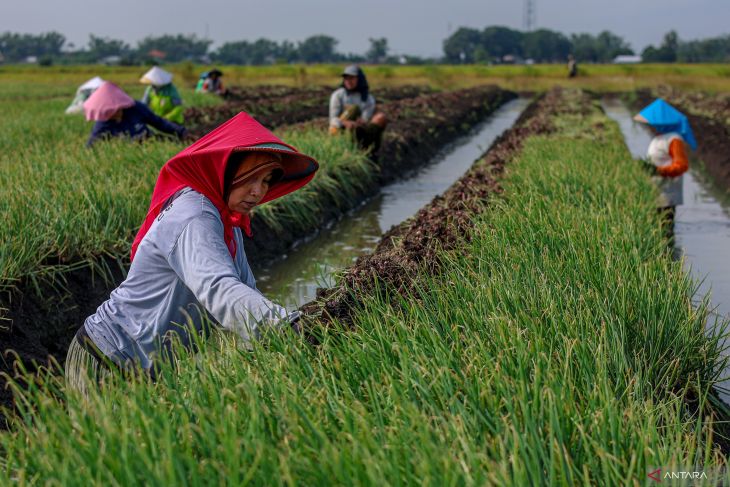 Kenaikan harga bawang merah di Nganjuk - ANTARA News Jawa Timur