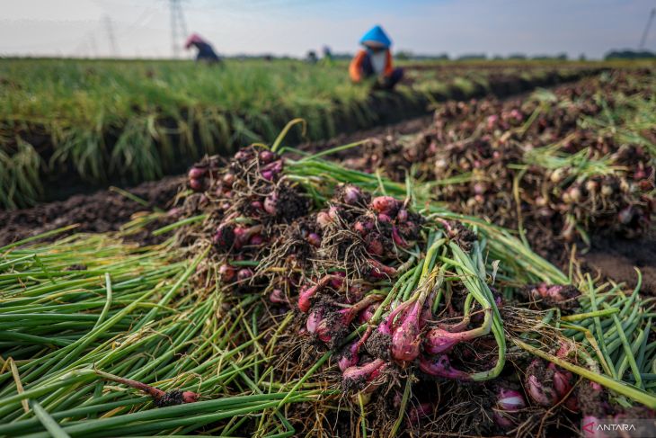 Kenaikan harga bawang merah di Nganjuk - ANTARA News Jawa Timur
