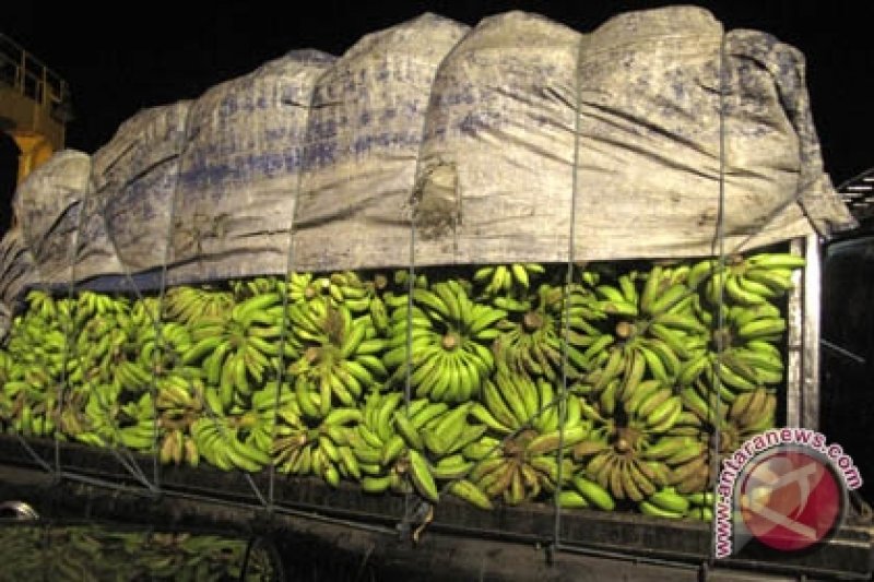 Harga Pisang Lampung Sulit Naik - ANTARA News Lampung