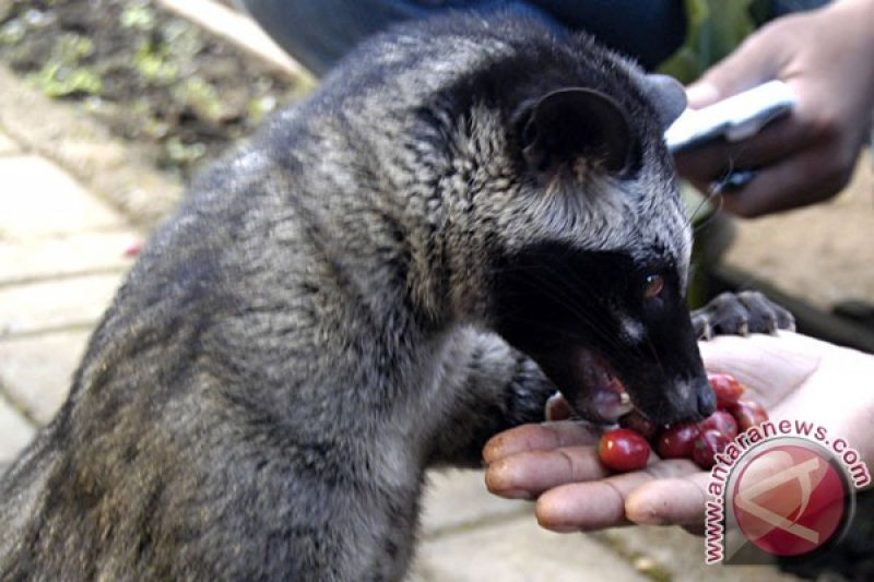 PETA: hentikan kekejaman pada luwak - ANTARA News