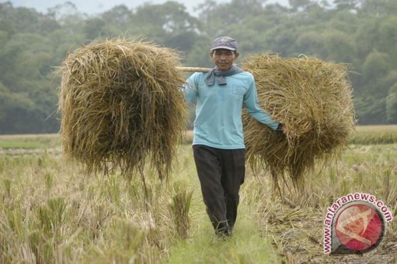 IPB: petani diimbau kembalikan jerami ke sawah - ANTARA News Yogyakarta ...