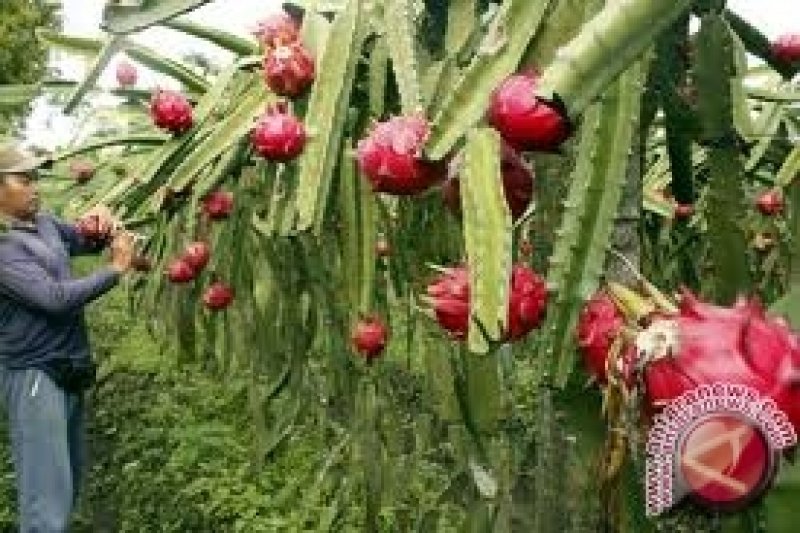 Penyinaran lampu mampu tingkatkan produktivitas buah naga - ANTARA News ... Penyinaran lampu mampu tingkatkan produktivitas buah naga - ANTARA News ...
