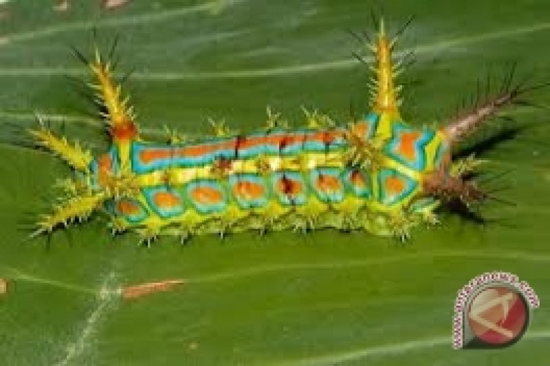 Ulat Api Serang Kelapa Sawit di PPU - ANTARA News Kalimantan Timur