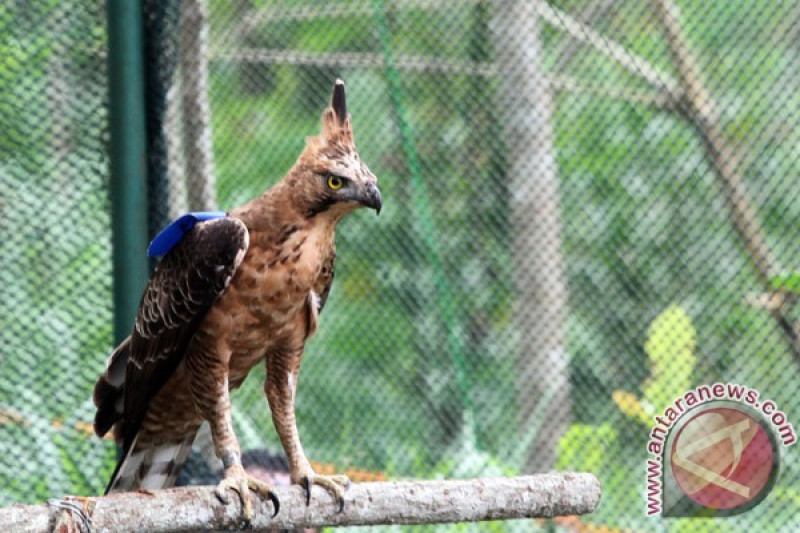 Hanya ada tiga elang jawa di Gunung Merapi - ANTARA News