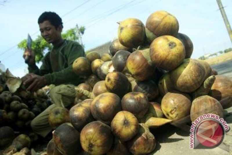 Mahasiswa IPB inovasi buah siwalan untuk kesehatan - ANTARA News ...