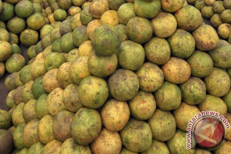 Perkebunan jeruk Bali dipadati wisatawan - ANTARA News