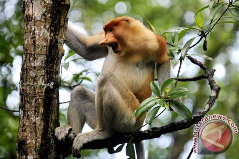 Biodiversitas Indonesia temukan bekantan di Pulau Curiak - ANTARA News
