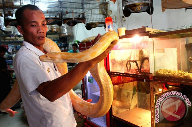 Shanghai port seizes 7 snakes in package - ANTARA News