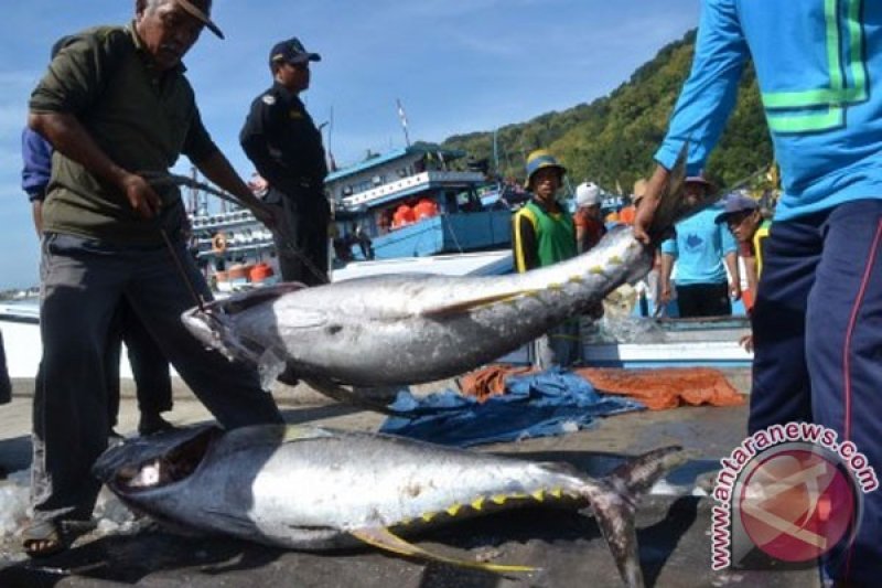 Musim Ikan Tuna - ANTARA News