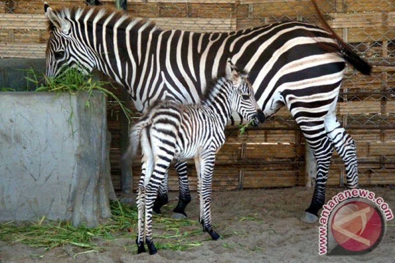 Mengapa zebra belang? - ANTARA News