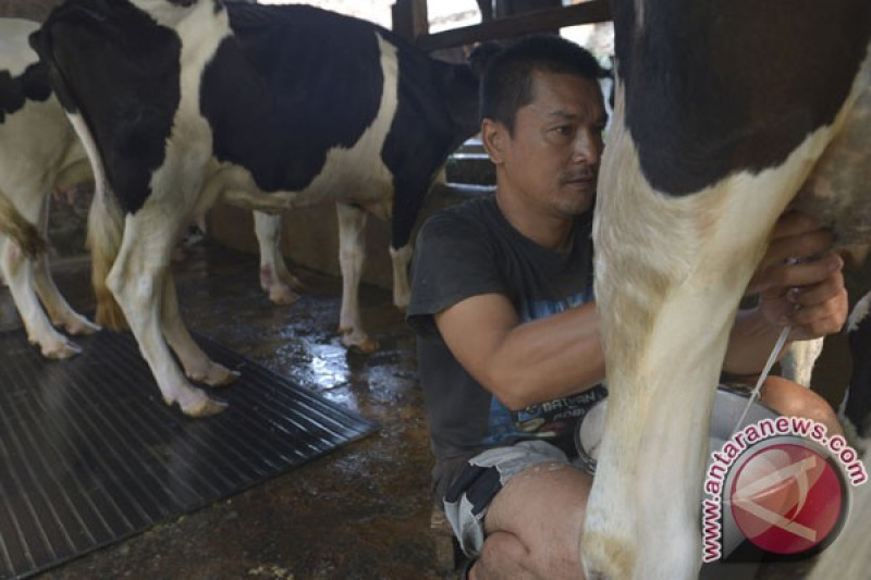 Sapi perah pun bersertifikat SNI - ANTARA News