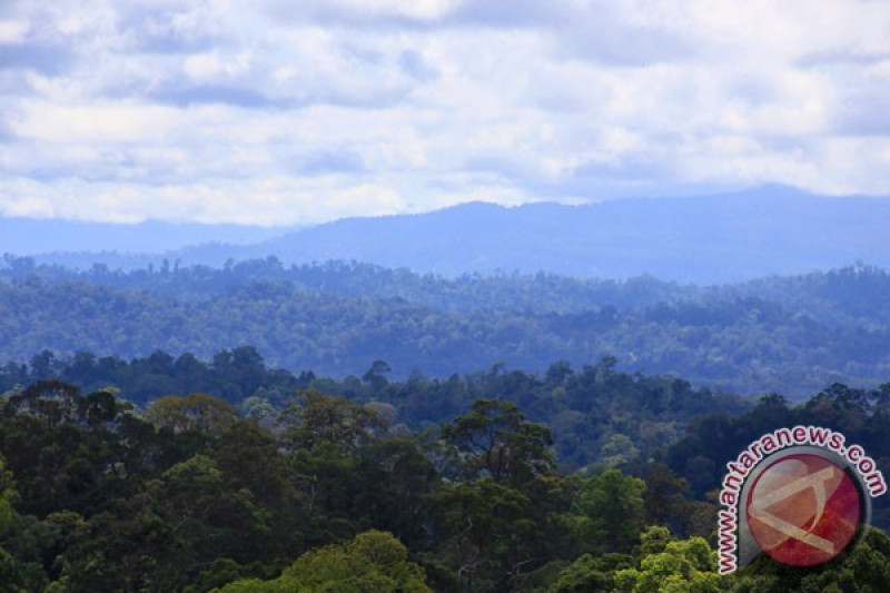 Mengintip kekayaan hayati Gunung Lumut - ANTARA News
