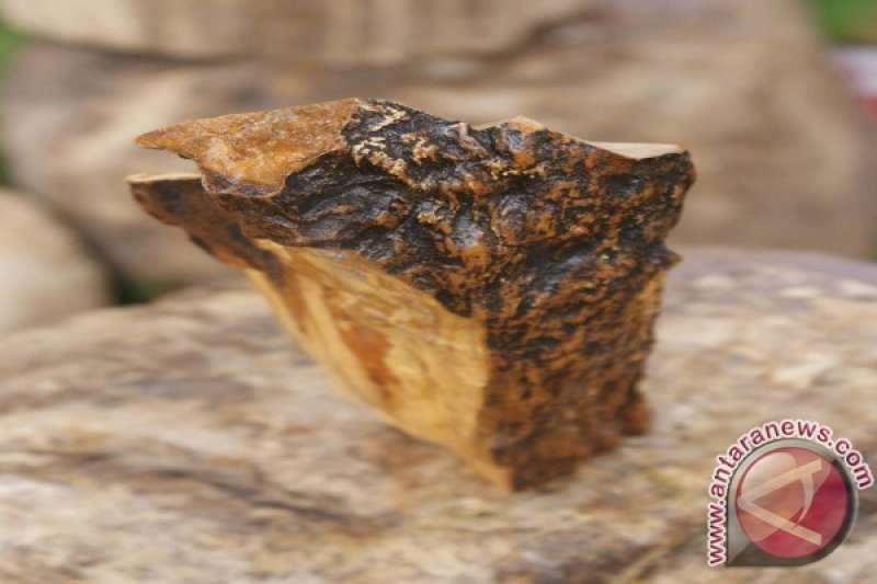 Hobi dan Bisnis Fosil Kayu yang Mistis - ANTARA News Mataram