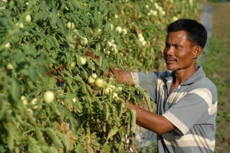 Harga Tomat Naik - ANTARA News Jawa Timur