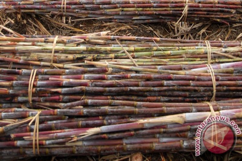 Pakar: tebu indonesia rawan penyakit SCMV - ANTARA News