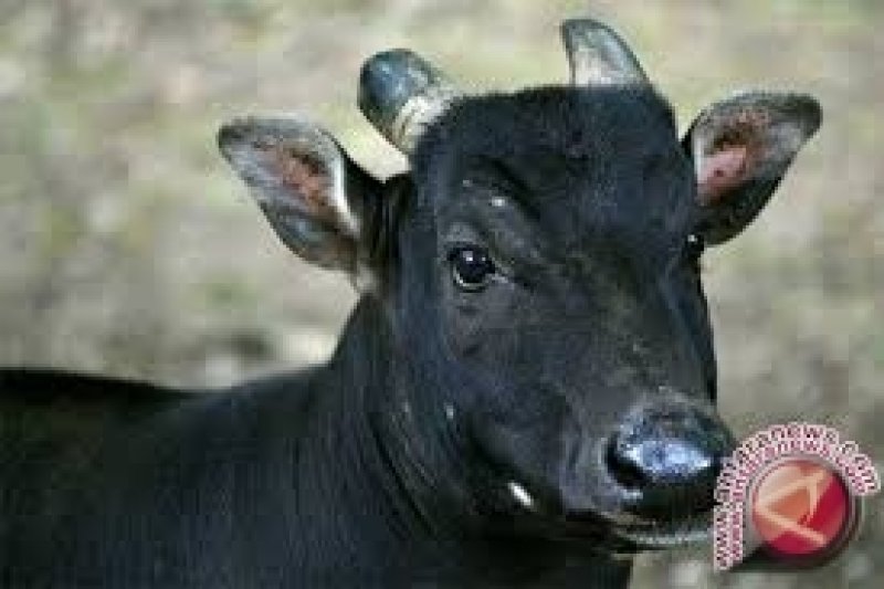 Penangkaran Anoa Solusi Dari Ancaman Kepunahan - ANTARA News Palu ...