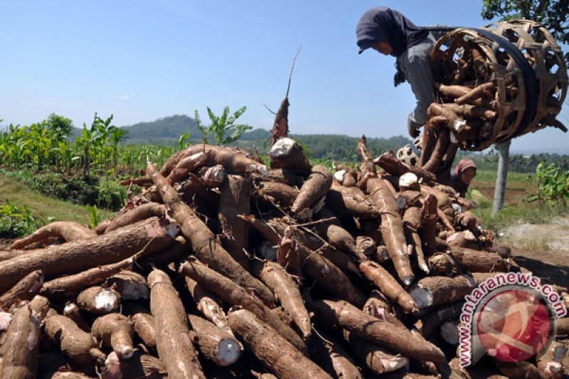 Singkong harus menjadi komoditi strategi nasional - ANTARA News