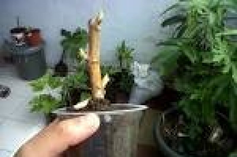 Mengenal stek tanaman: Pengertian, jenis, dan manfaatnya - ANTARA News