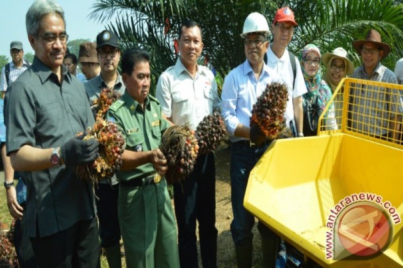 Panen Perdana Kelapa Sawit di Kebun Pendidikan IPB - Cargill - ANTARA News Kalimantan Barat