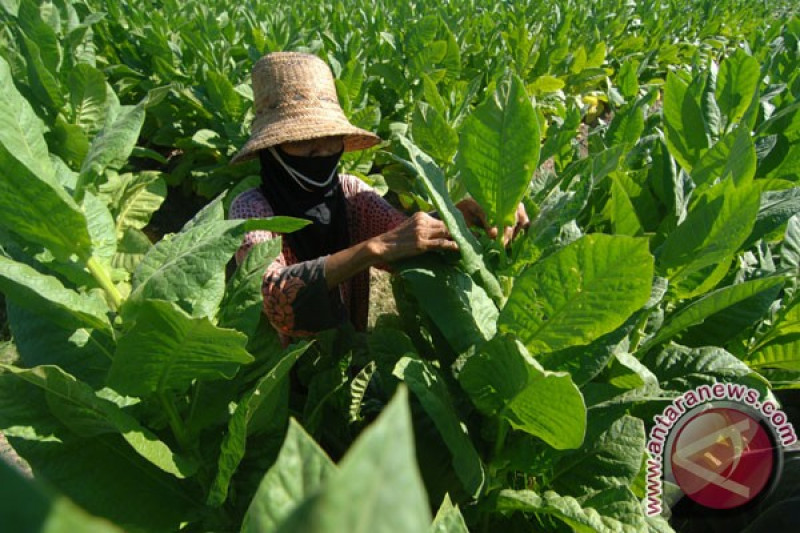 Temanggung luncurkan varietas baru tembakau Kemloko - ANTARA News