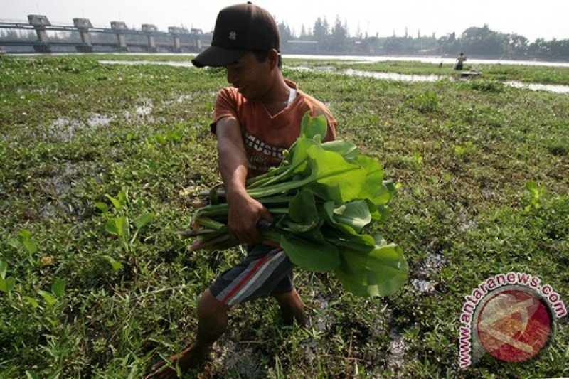 8 manfaat daun genjer untuk kesehatan tubuh, sudah tahu? - ANTARA News
