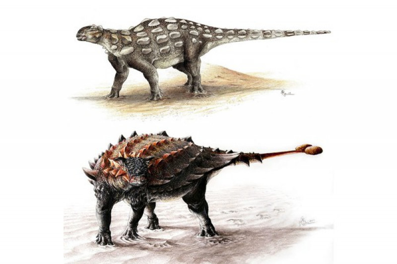 Peneliti lacak evolusi ekor ankylosaurus - ANTARA News