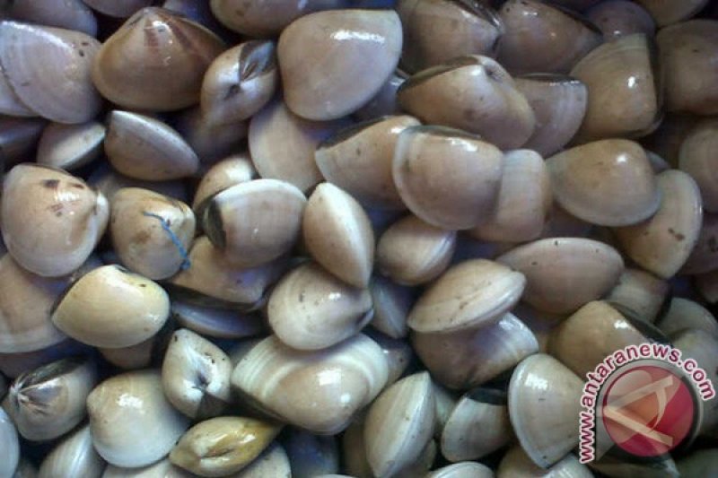 Kerang Kepah Lampung Timur Diminati Konsumen Jakarta - ANTARA News Lampung
