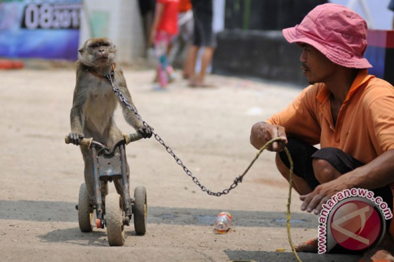 50 monkeys rescued from street masked monkey show - ANTARA News