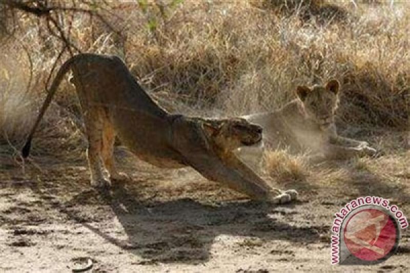 Pria Pakistan ditangkap karena bawa singa jalan-jalan - ANTARA News