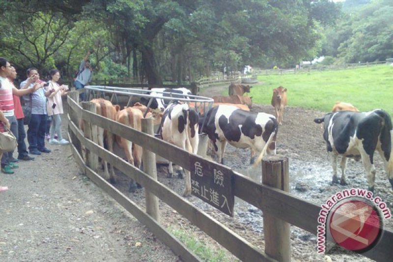 Flying Cow Ranch, menggabungkan sapi dan kupu-kupu - ANTARA News
