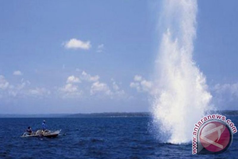 KKP kembangkan laboratorium deteksi ikan hasil "destructive fishing ...