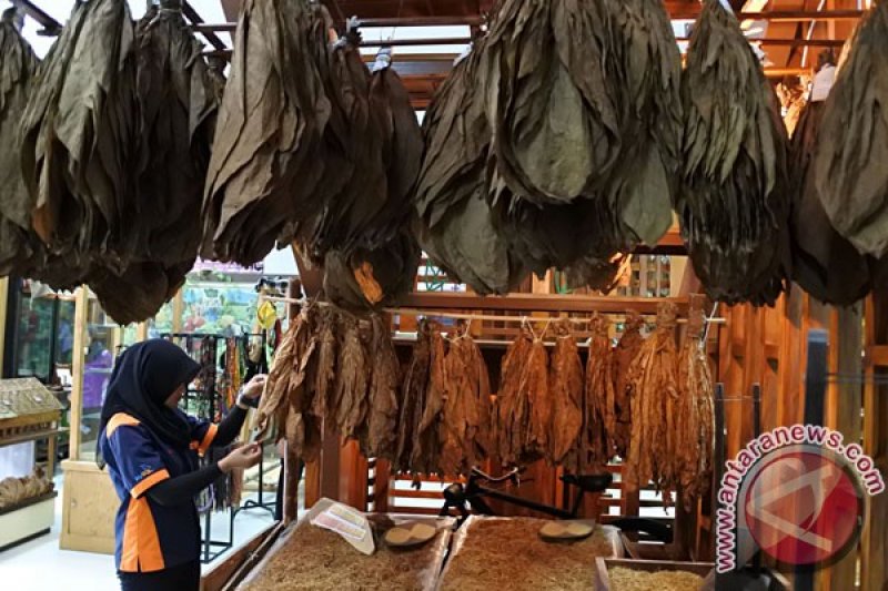 Menelisik kepentingan politisi dan industri tembakau di Jember - ANTARA ...