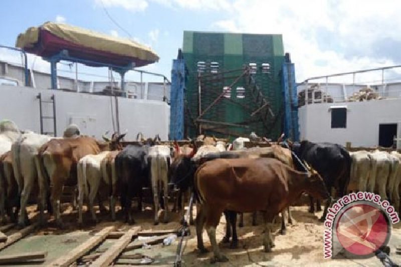 SK Pengiriman Sapi Sudah Terbit - ANTARA News Kupang, Nusa Tenggara ...