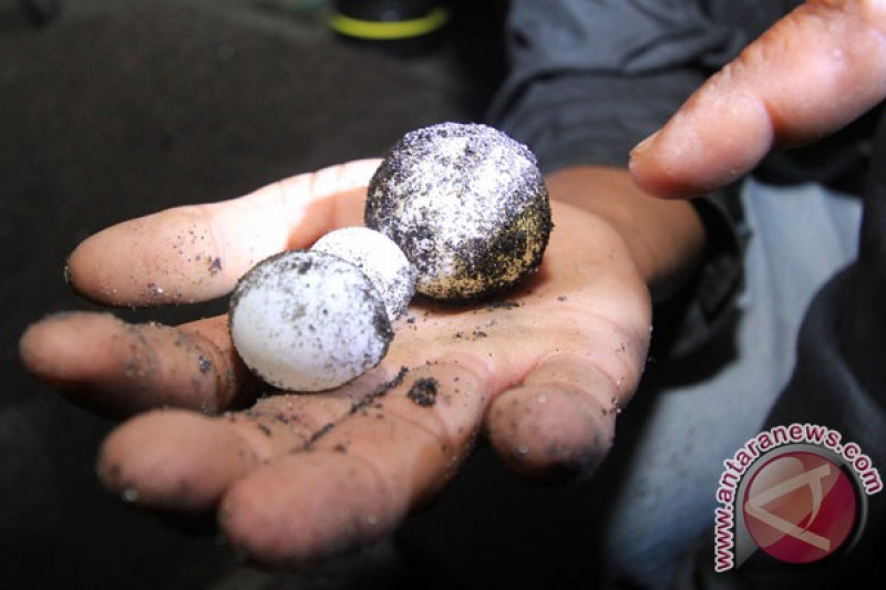 Perampok sikat telur penyu di Pulau Sangalaki - ANTARA News
