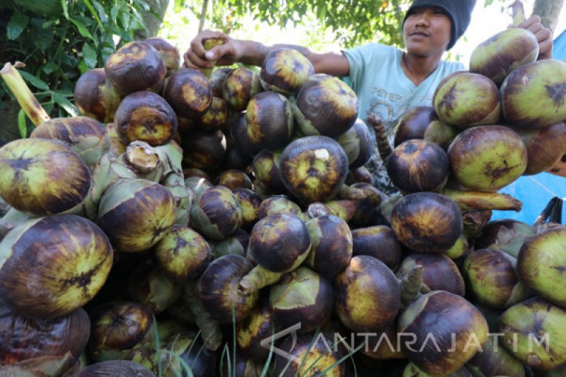 Pasokan Buah Siwalan - ANTARA News Jawa Timur